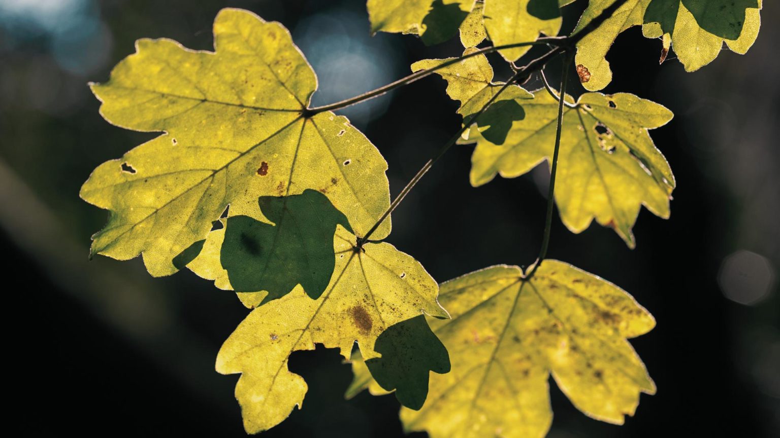 Bourgeon d'Erable champêtre: bienfaits et propriétés | Naturals&co 🇨🇭
