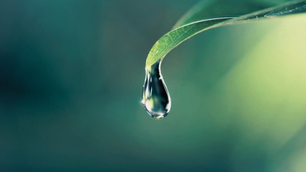 Tout savoir sur les hydrolats: bienfaits et utilisations | Naturals&co 🇨🇭